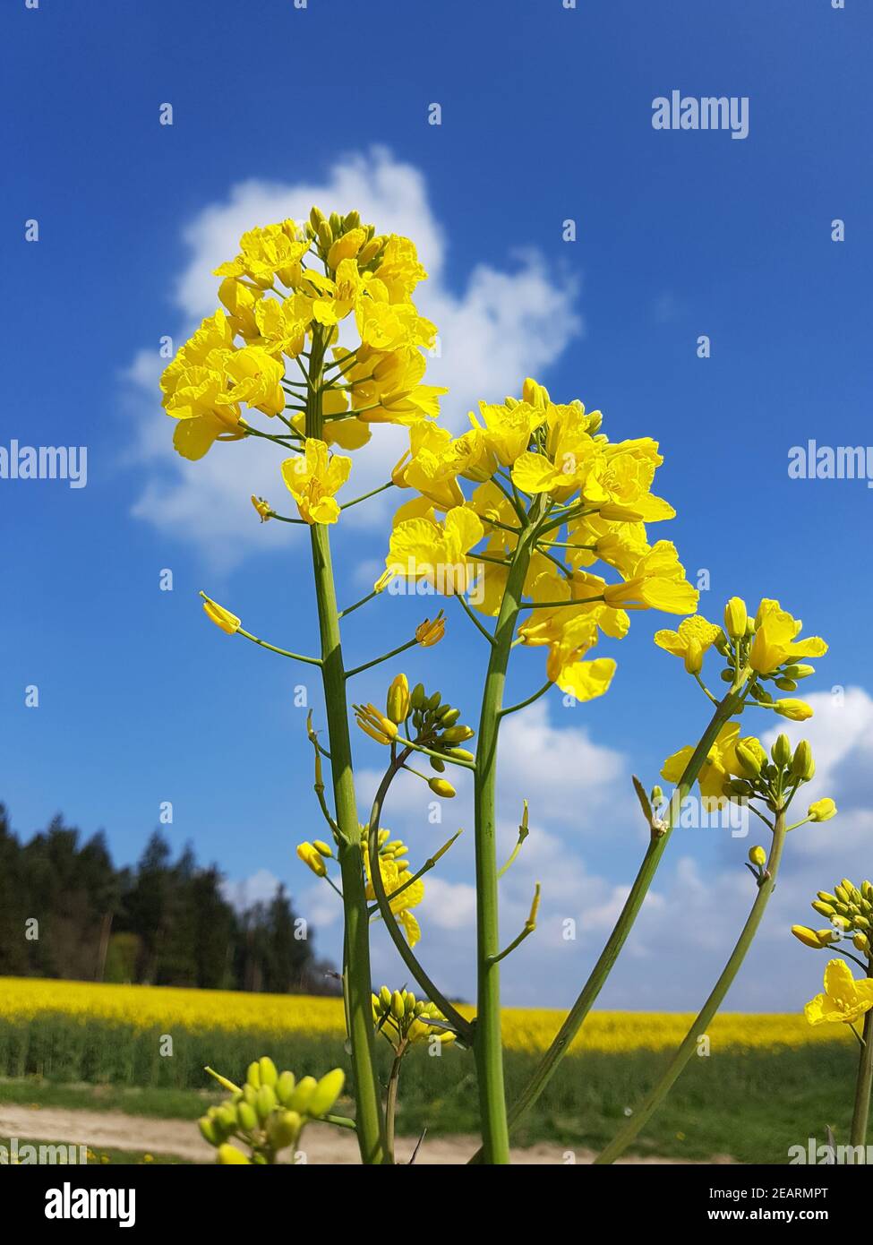 Rapsfeld, Raps Brassica, napus Stock Photo - Alamy