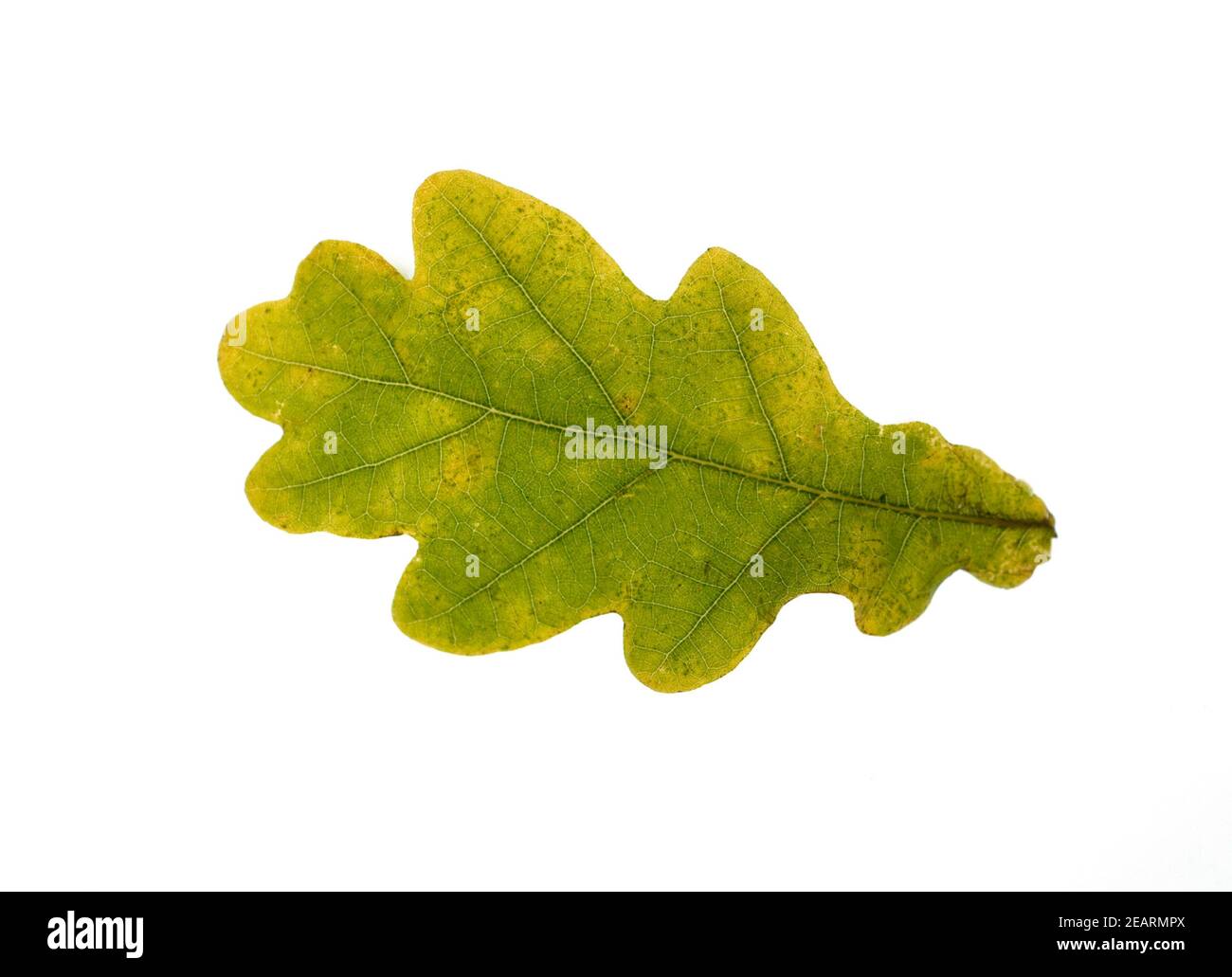 Eichen Cut Out Stock Images & Pictures - Alamy