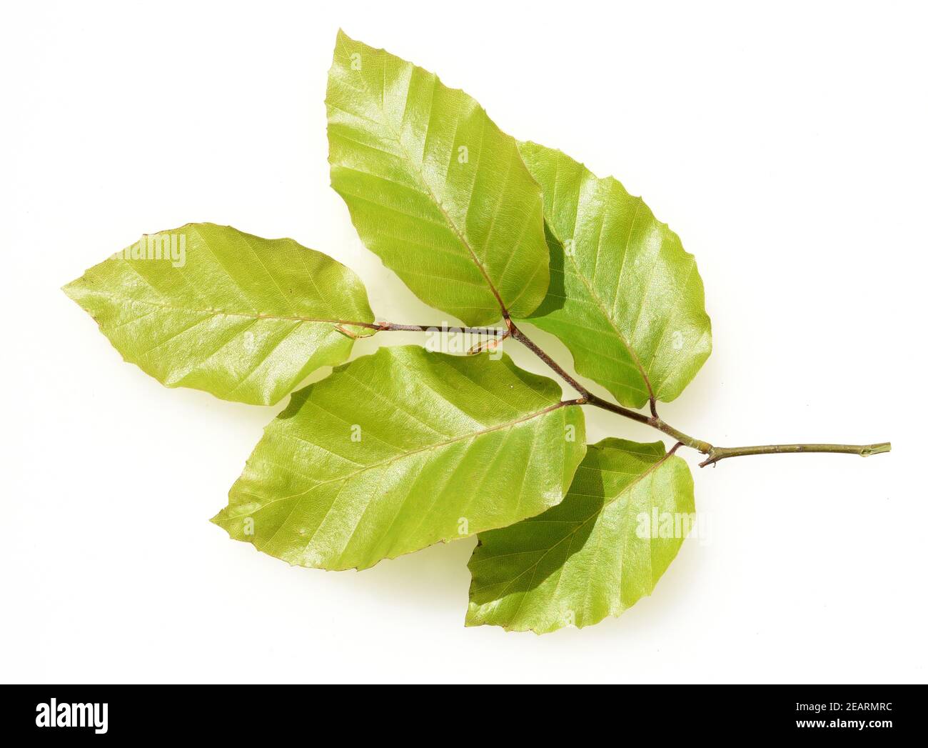 Buchenblatt, Rotbuche, Fagus, sylvatica Stock Photo - Alamy