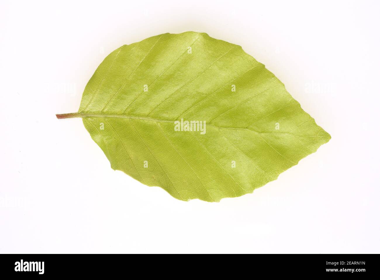 Buchenblatt, Rotbuche, Fagus, sylvatica Stock Photo - Alamy