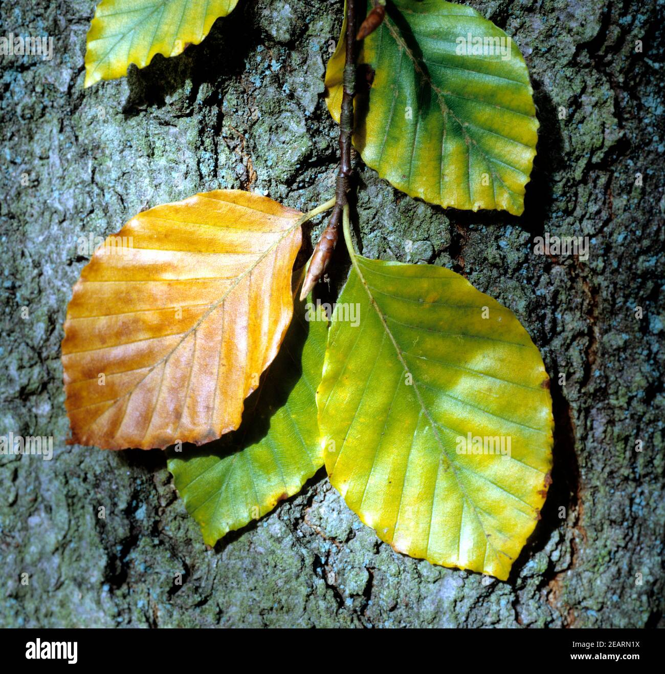 Wunderschne Das Gelbe Blatt Ebenbild
