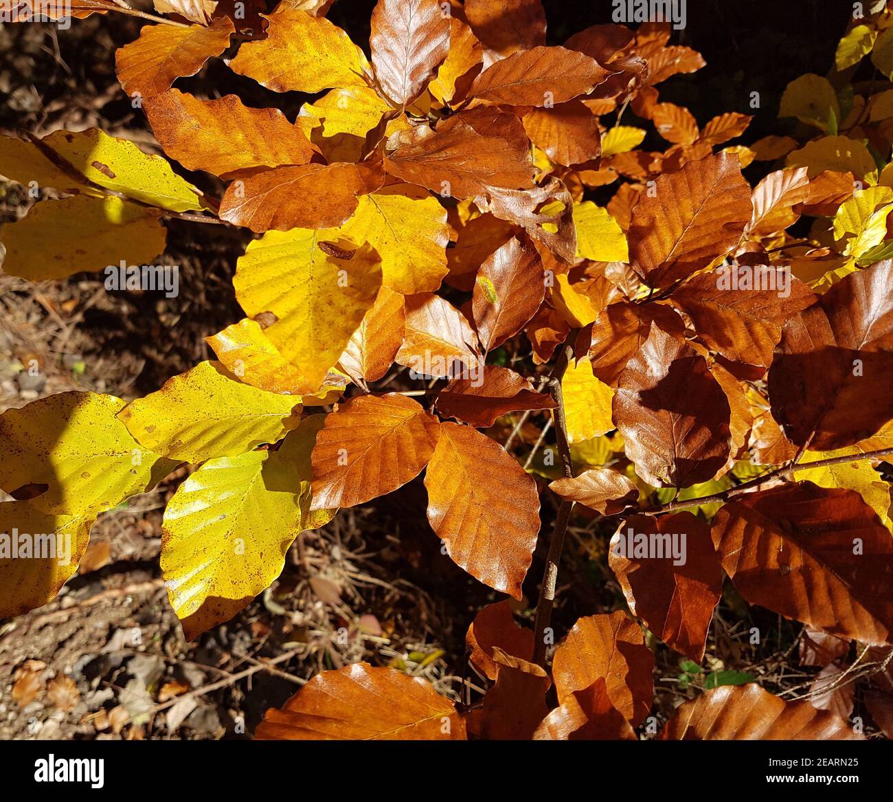 Buchenwald, Herbst, Rotbuche Fagus, sylvatica Stock Photo - Alamy