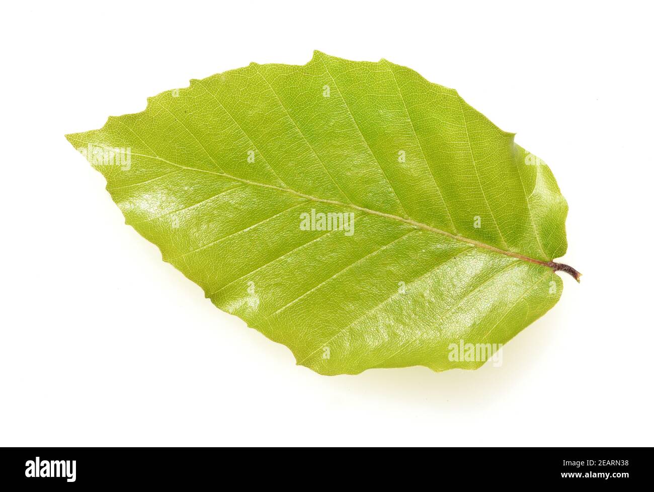 Buchenblatt, Rotbuche, Fagus, sylvatica Stock Photo - Alamy