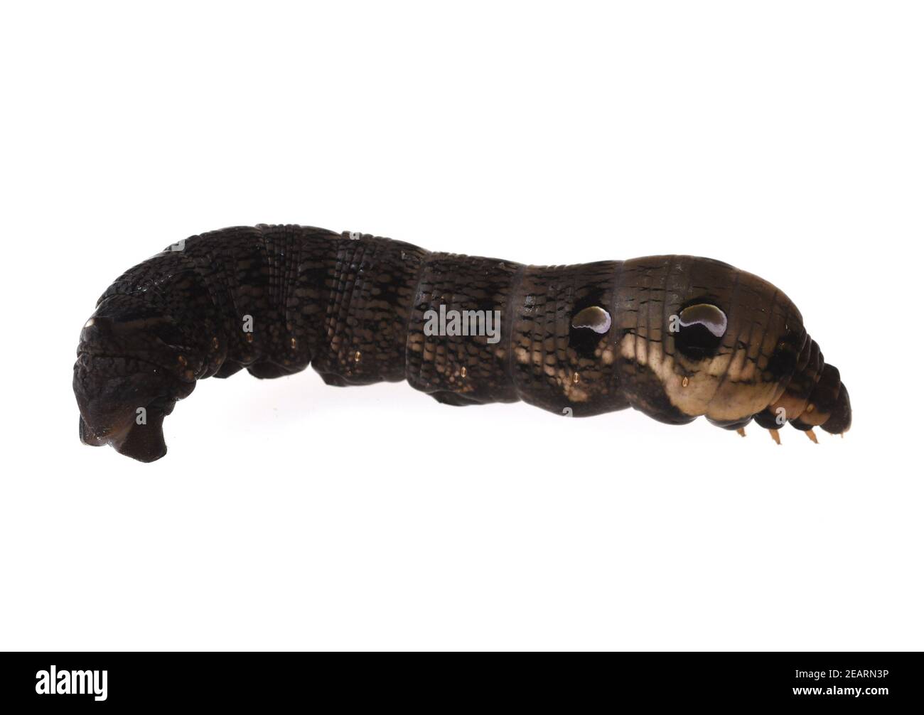 Sphingidae raupe hi-res stock photography and images - Alamy