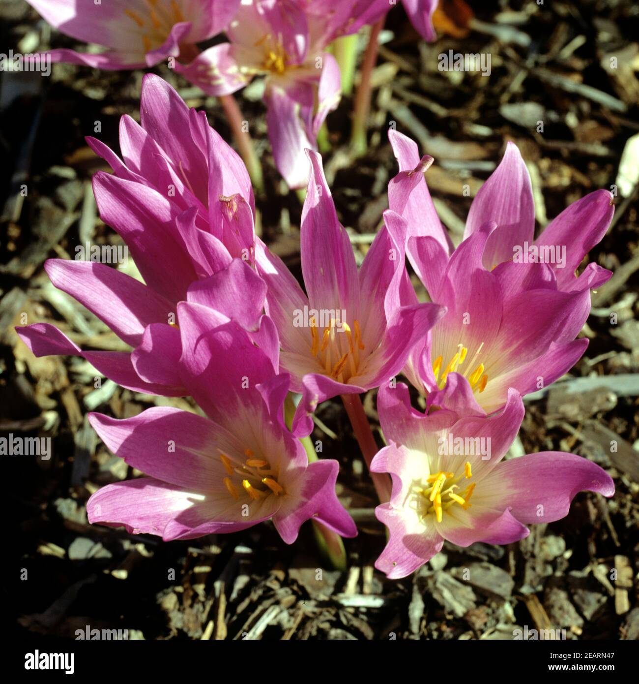 Herbstzeitlose Colchicum speciosum Stock Photo - Alamy
