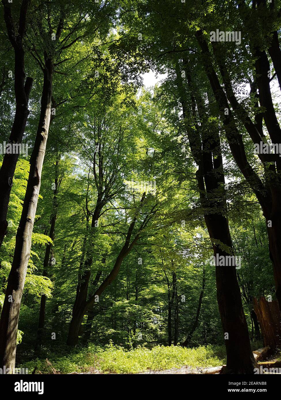 Nationalpark reinhardswald hi-res stock photography and images - Alamy