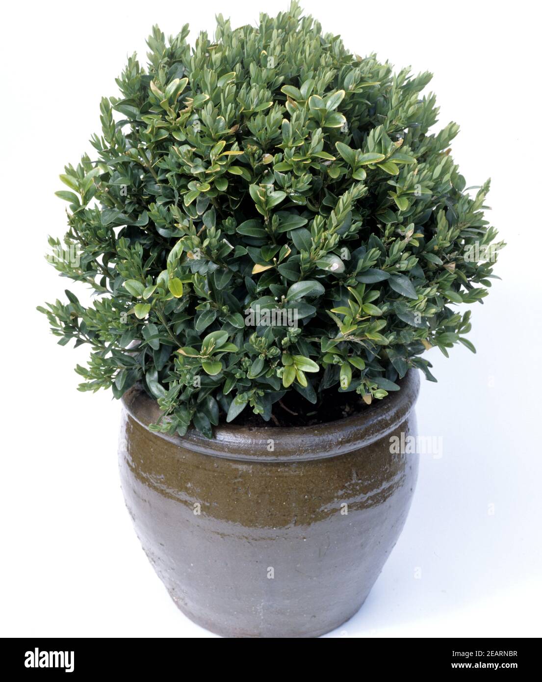 Bauerngarten black white hi-res stock photography and images - Alamy