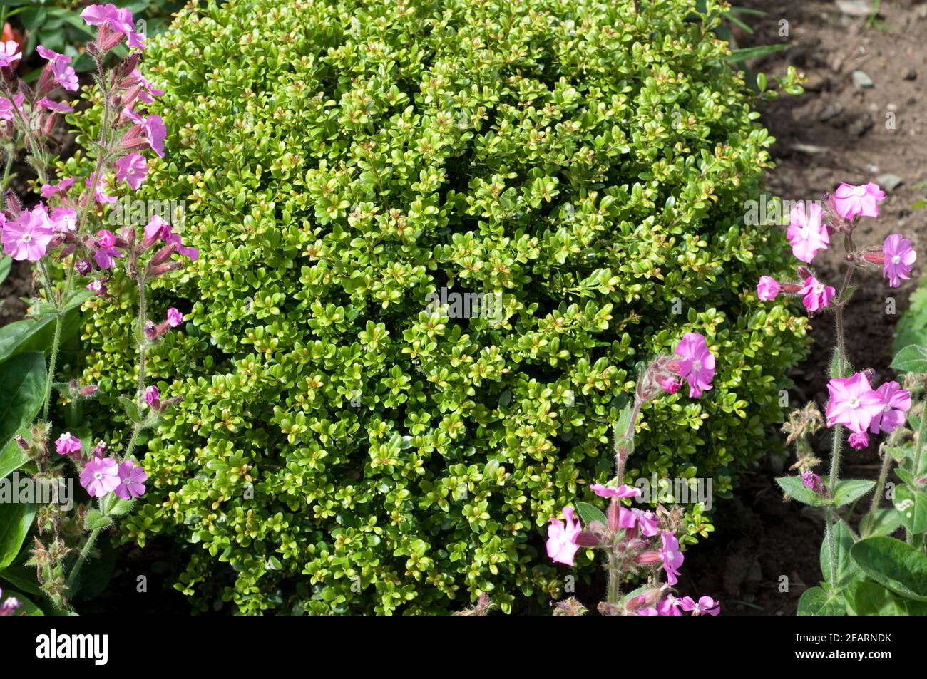 Buchsbaum, Buxus, sempervirens Stock Photo - Alamy