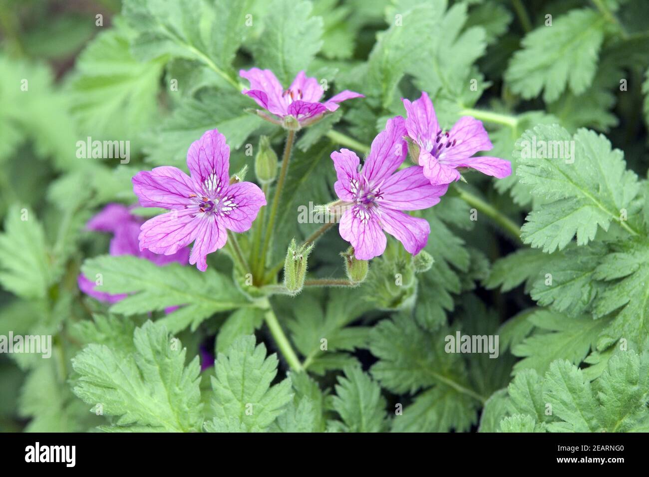 Manescavi hi-res stock photography and images - Alamy