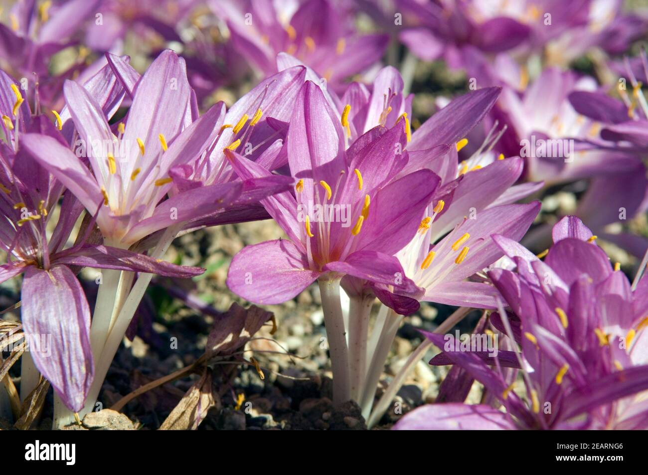 Herbstzeitlose; Colchicum cilicium Stock Photo - Alamy