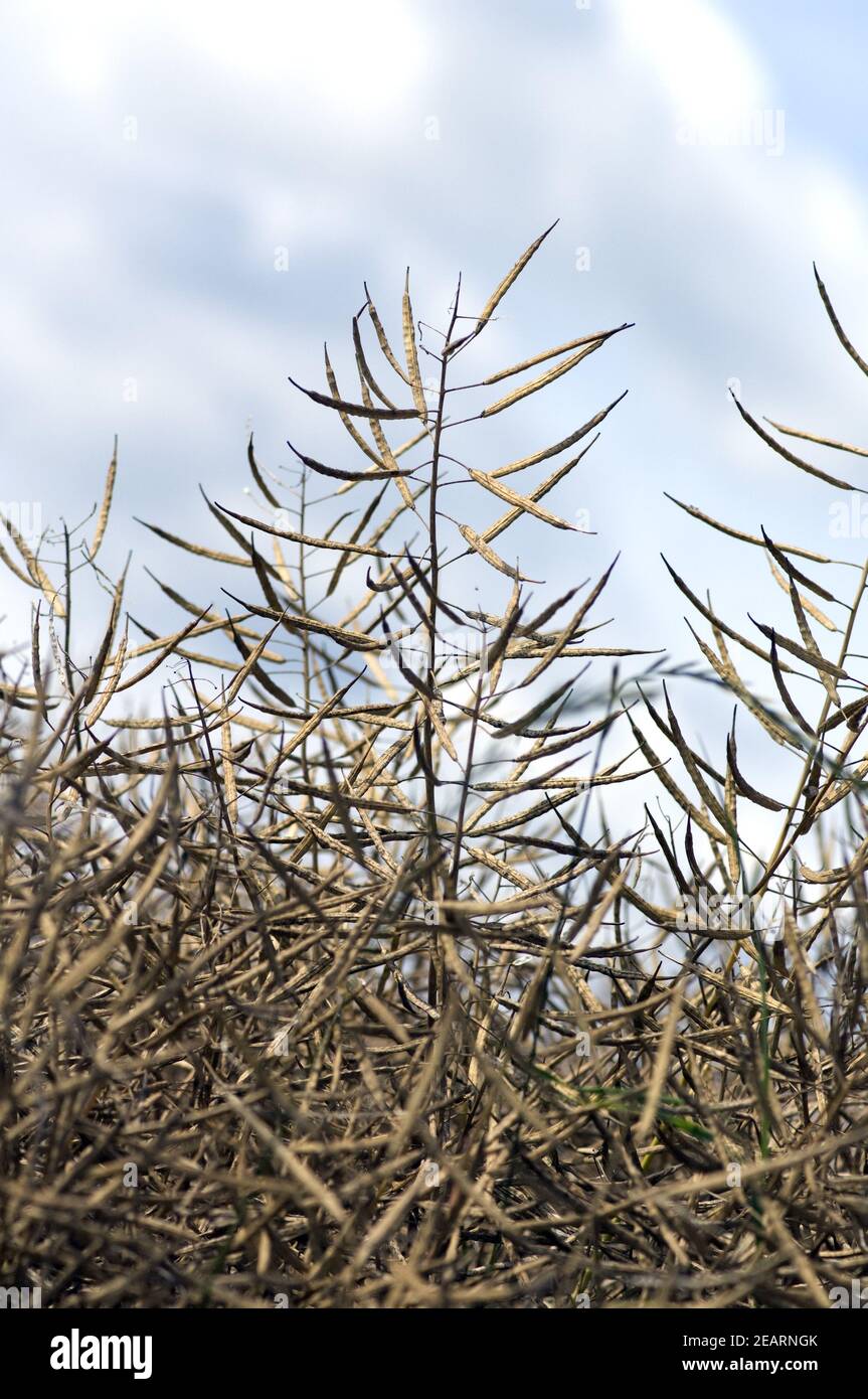 Rapsrispen hi-res stock photography and images - Alamy