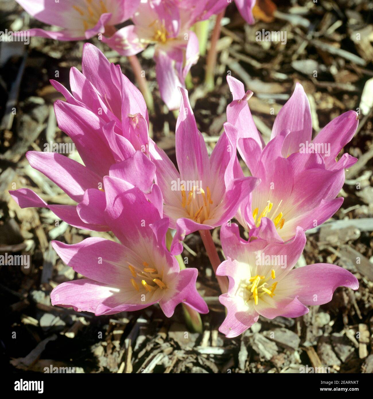 Herbstzeitlose Colchicum speciosum Stock Photo - Alamy