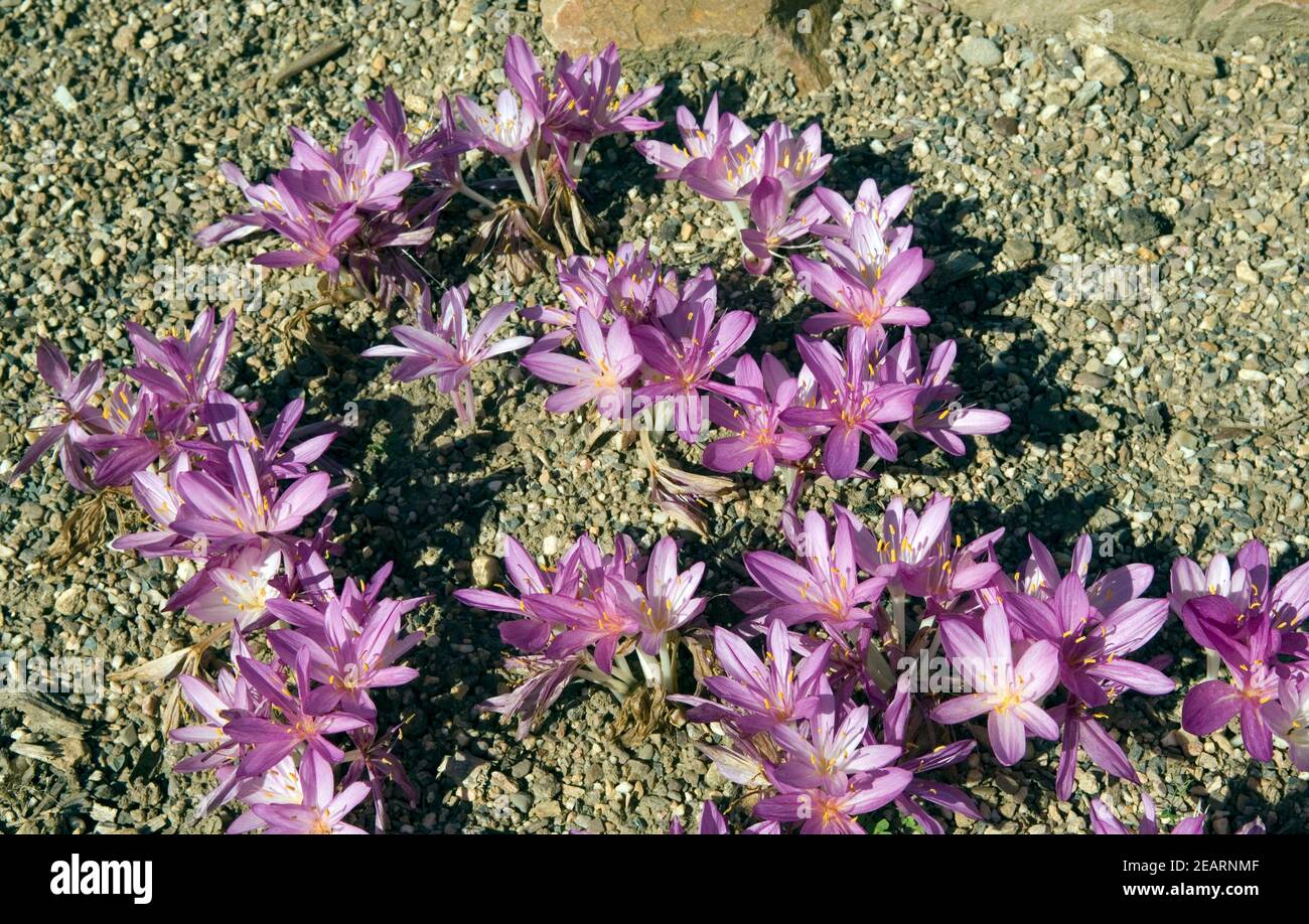 Colchicum purpureum hi-res stock photography and images - Alamy