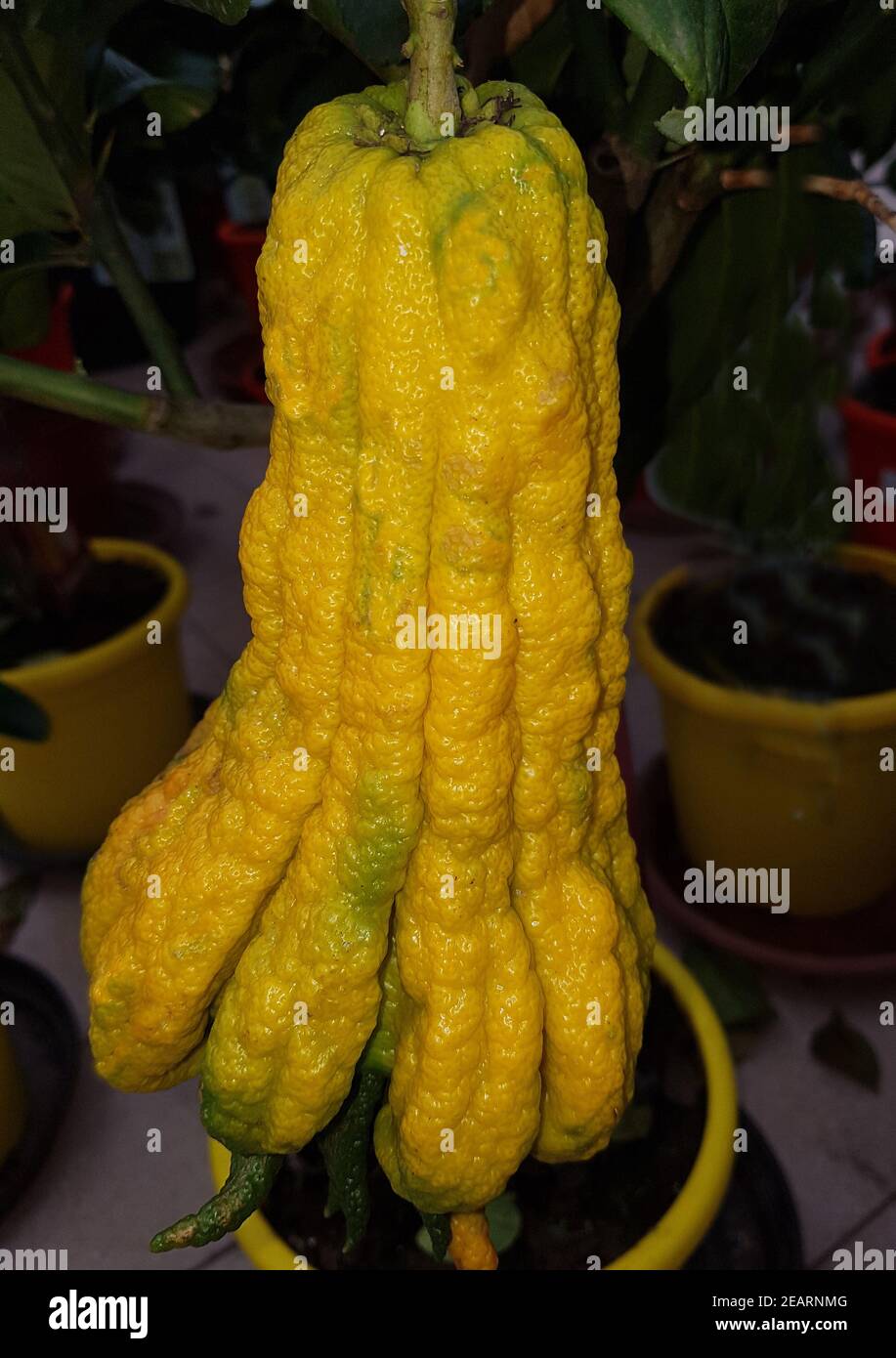 Zitronat zitrone hi-res stock photography and images - Alamy