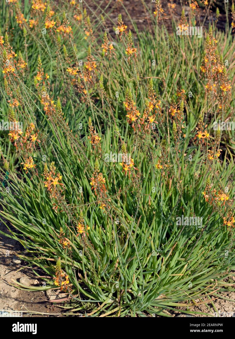 Bulbine frutescens Stock Photo - Alamy