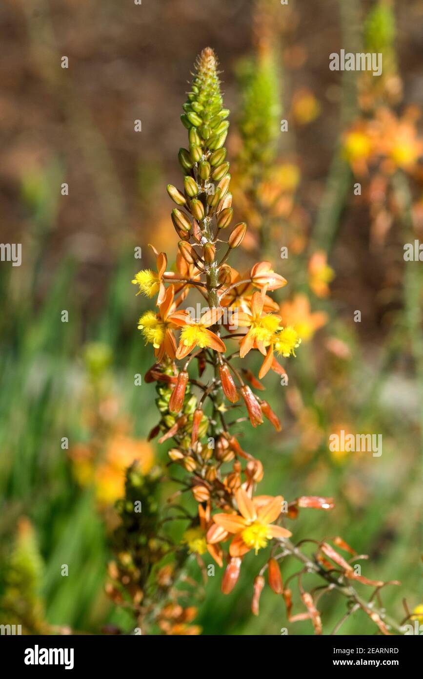 Bulbine High Resolution Stock Photography and Images - Alamy