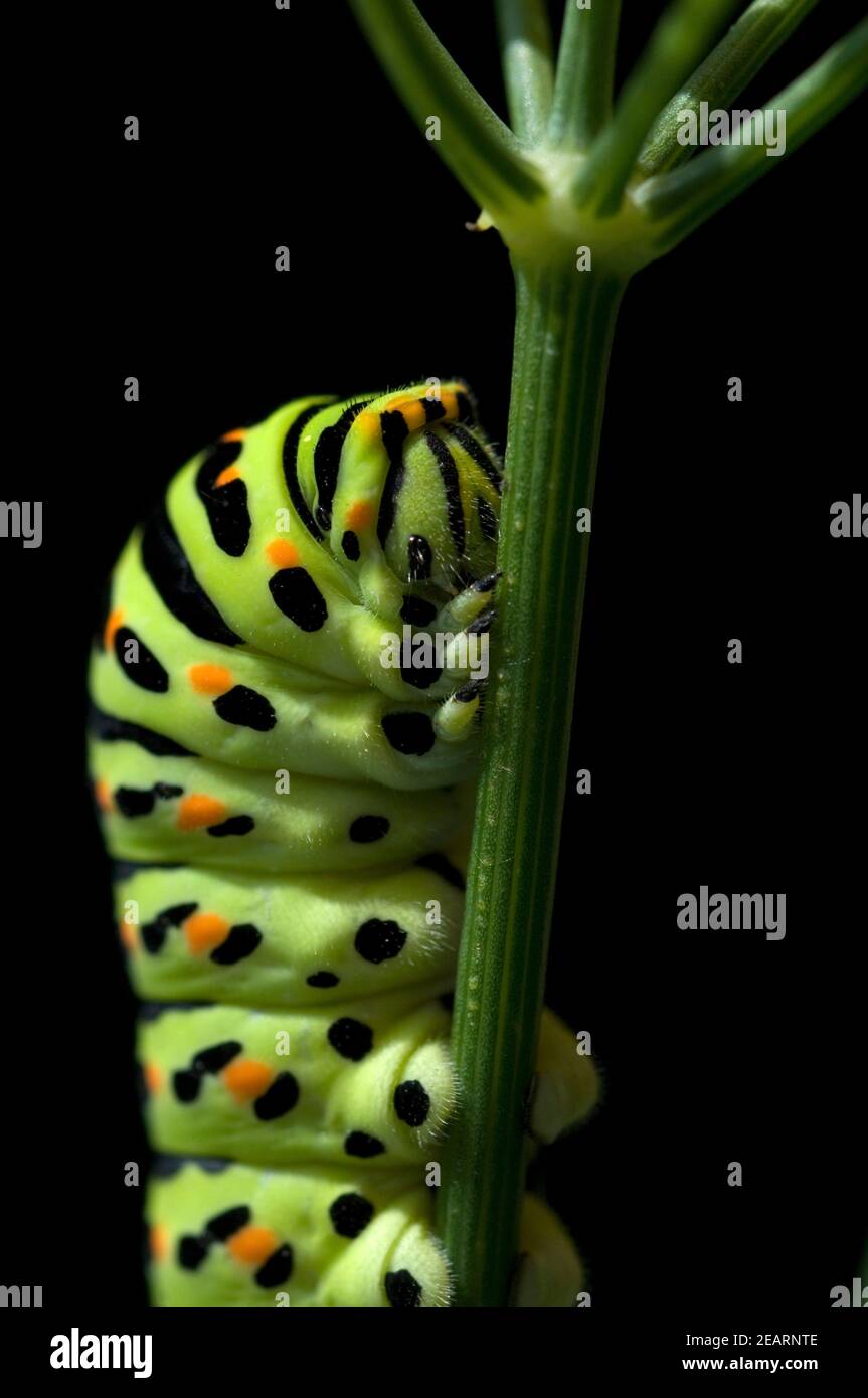 Raupe raupe hi-res stock photography and images - Alamy