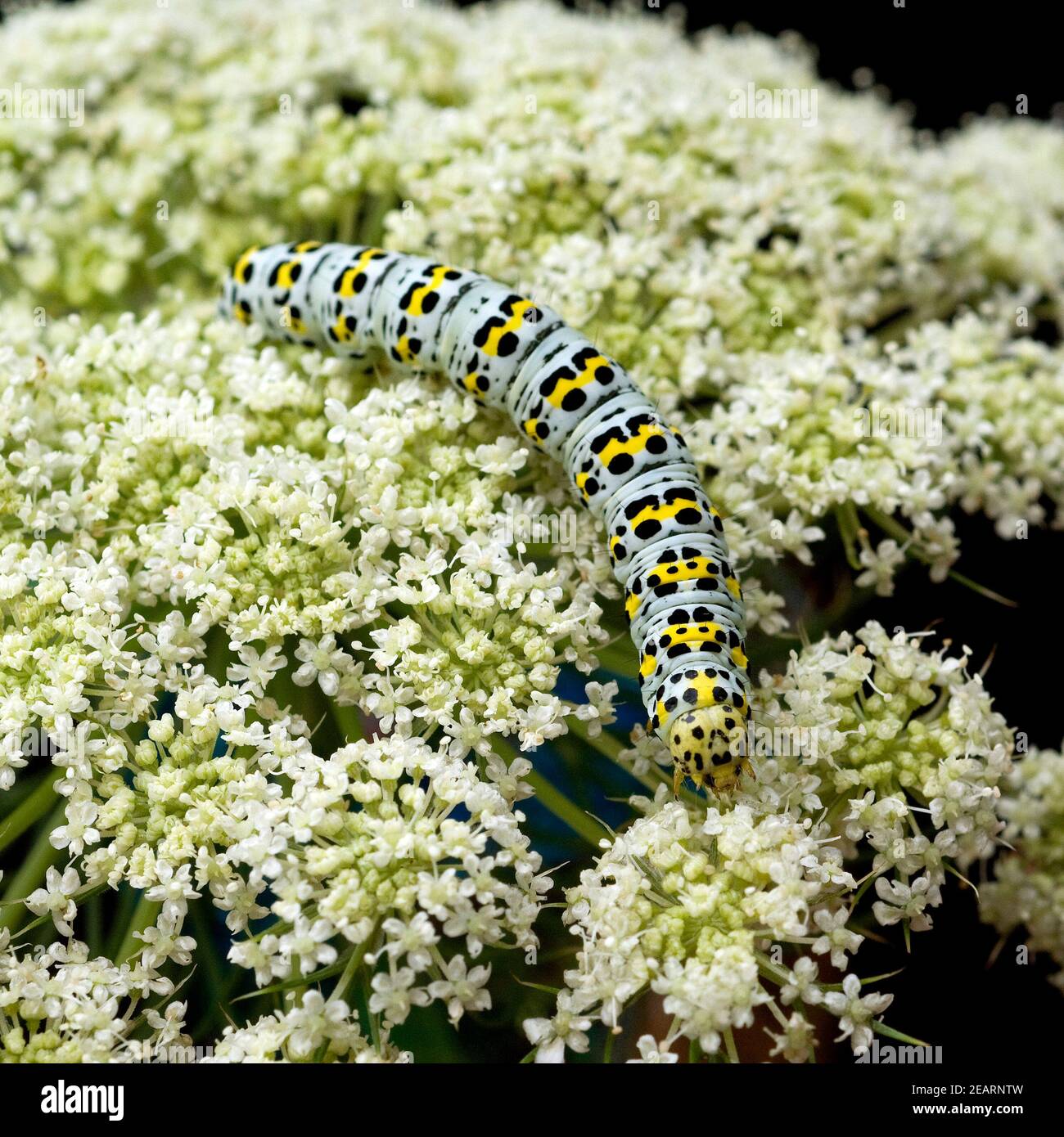 Raupe nahaufnahme hi-res stock photography and images - Alamy