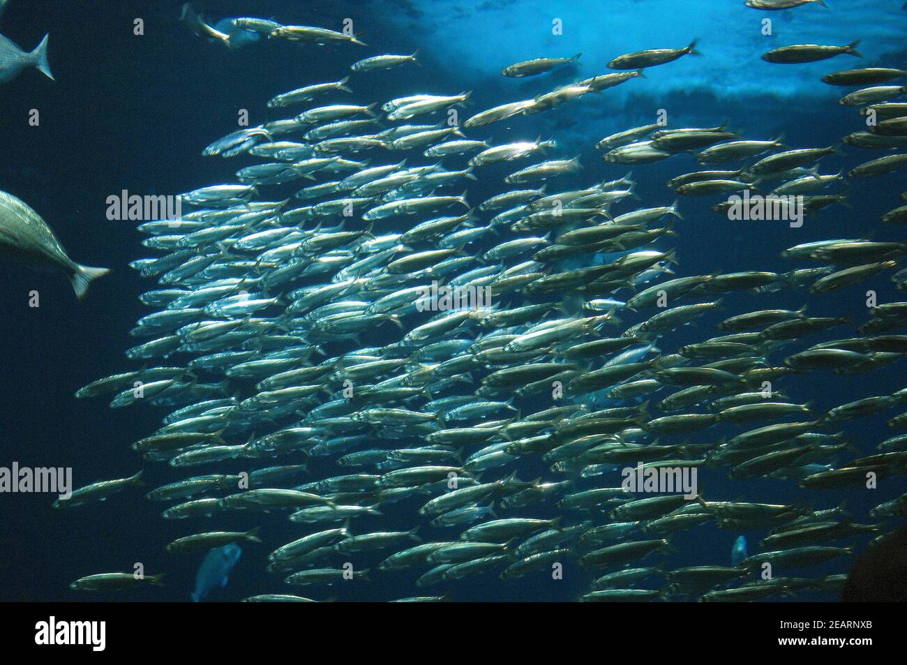 Atlantischer hering hi-res stock photography and images - Alamy
