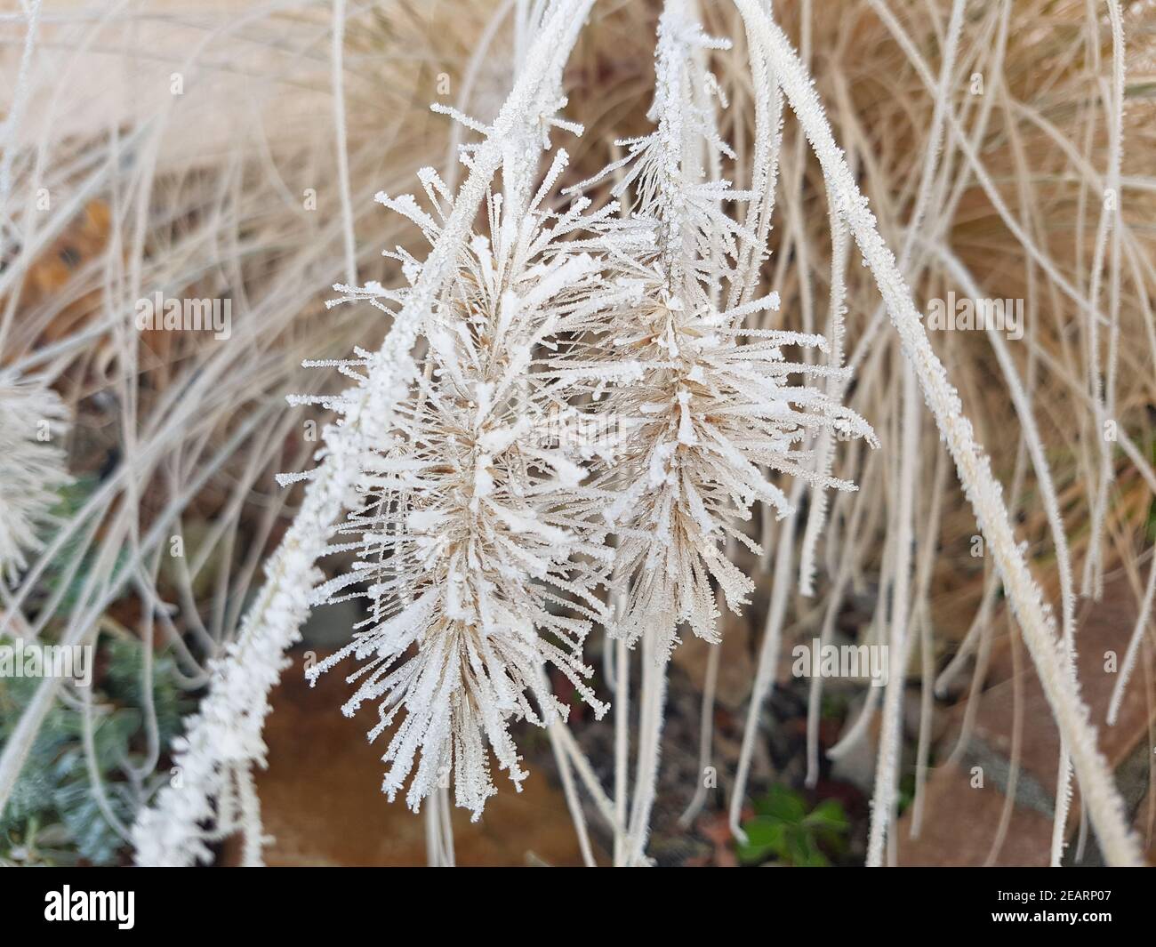 Raureif, Federborstengras Pennisetum compressum Stock Photo - Alamy