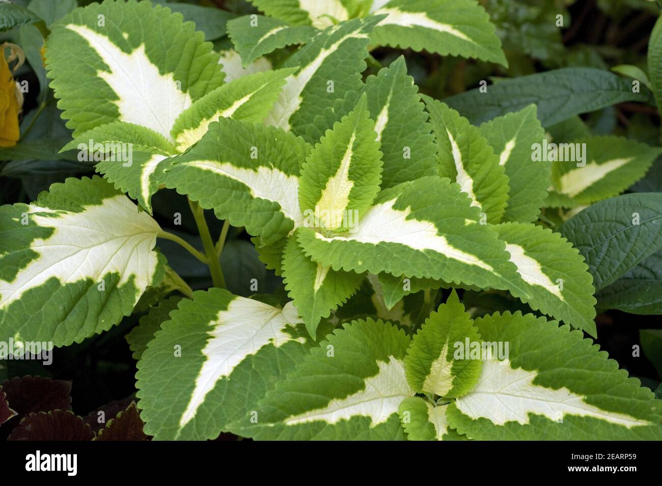 Coleus Flowers Solenostemon High Resolution Stock Photography and ...