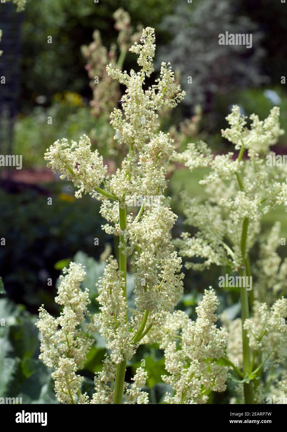 Rhapontik-Rhabarber, Rheum rhaponticum Stock Photo - Alamy