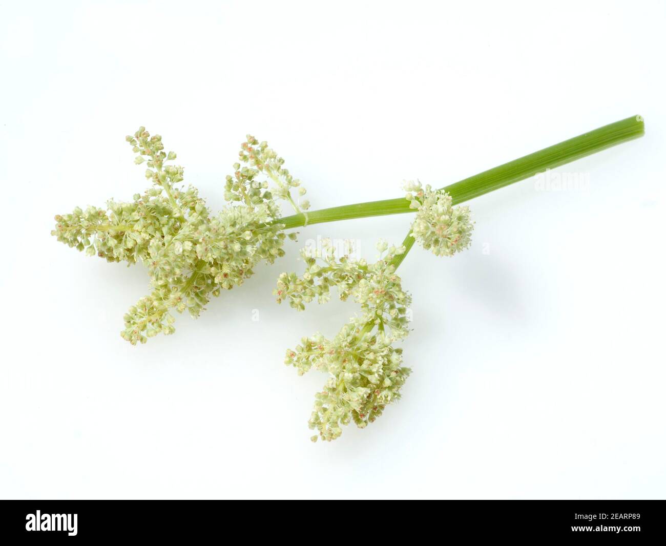 Rhapontik-Rhabarber, Rheum rhaponticum Stock Photo - Alamy