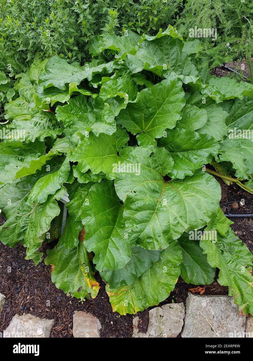 Rheum palmatum hi-res stock photography and images - Alamy