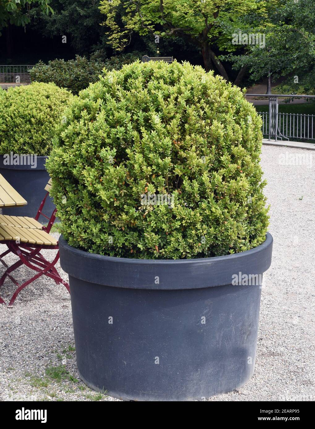 Buchsbaum, Buxus, sempervirens Stock Photo - Alamy
