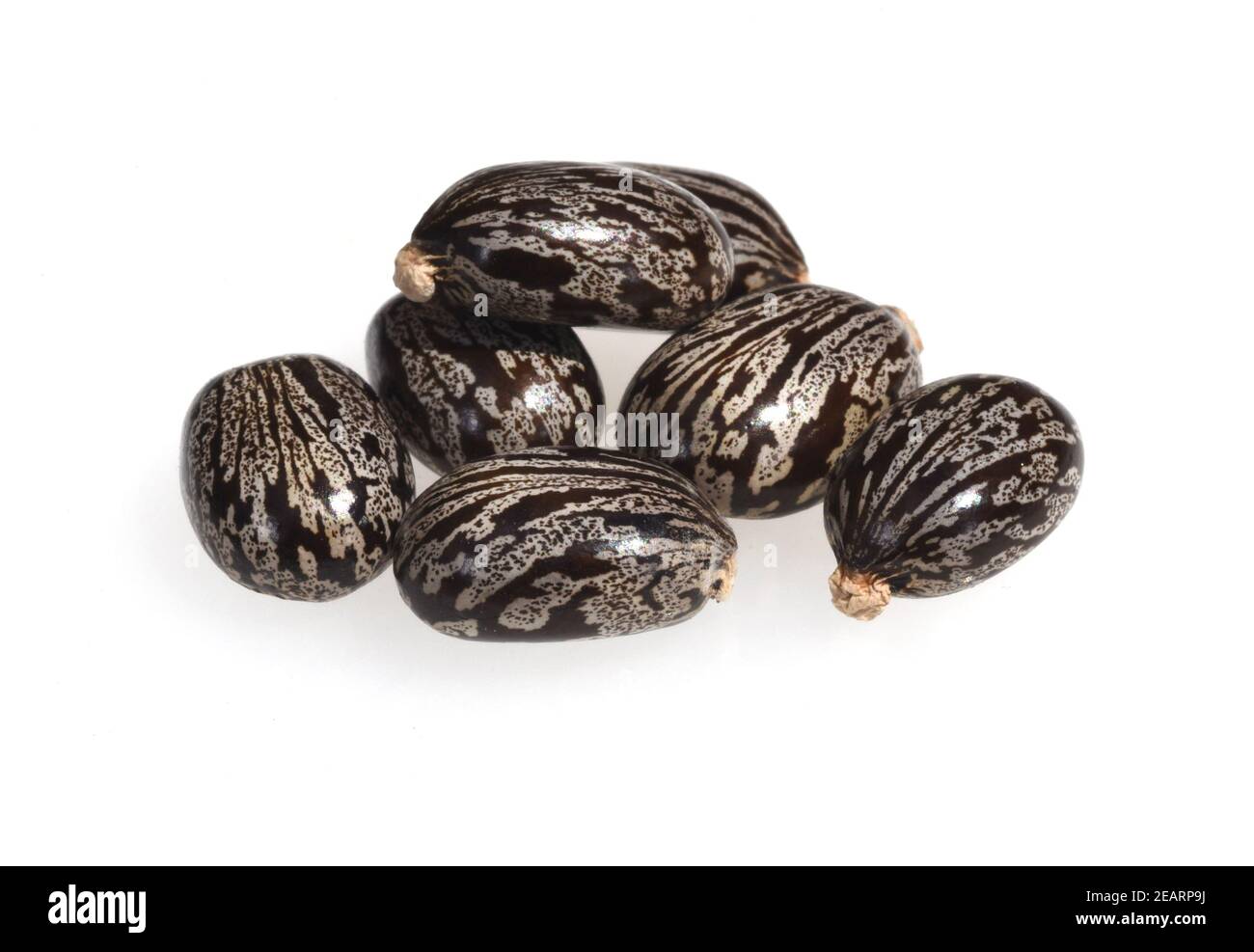 Rizinus Communis High Resolution Stock Photography and Images - Alamy