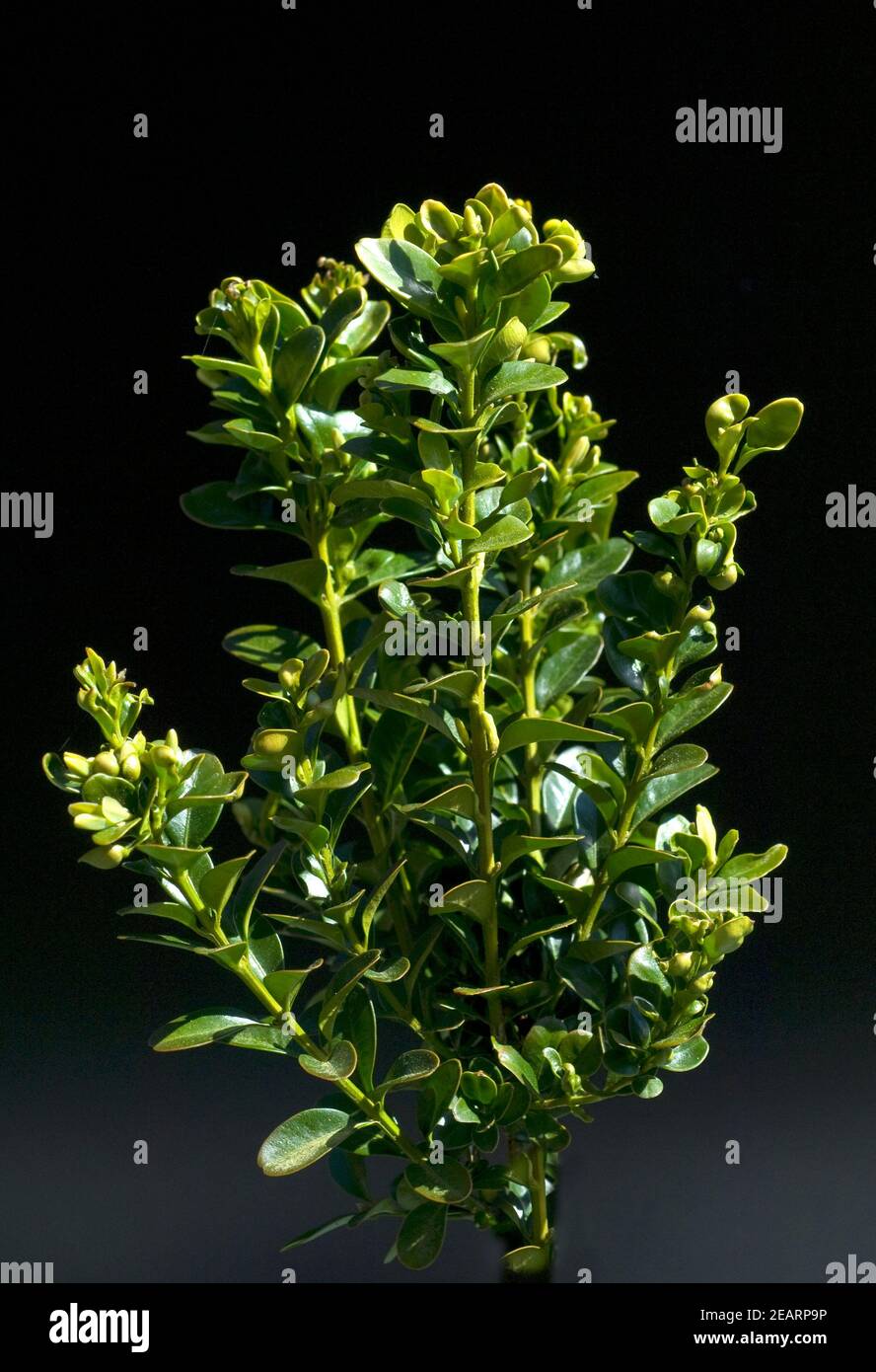 Buchsbaum, Buxus, sempervirens Stock Photo - Alamy