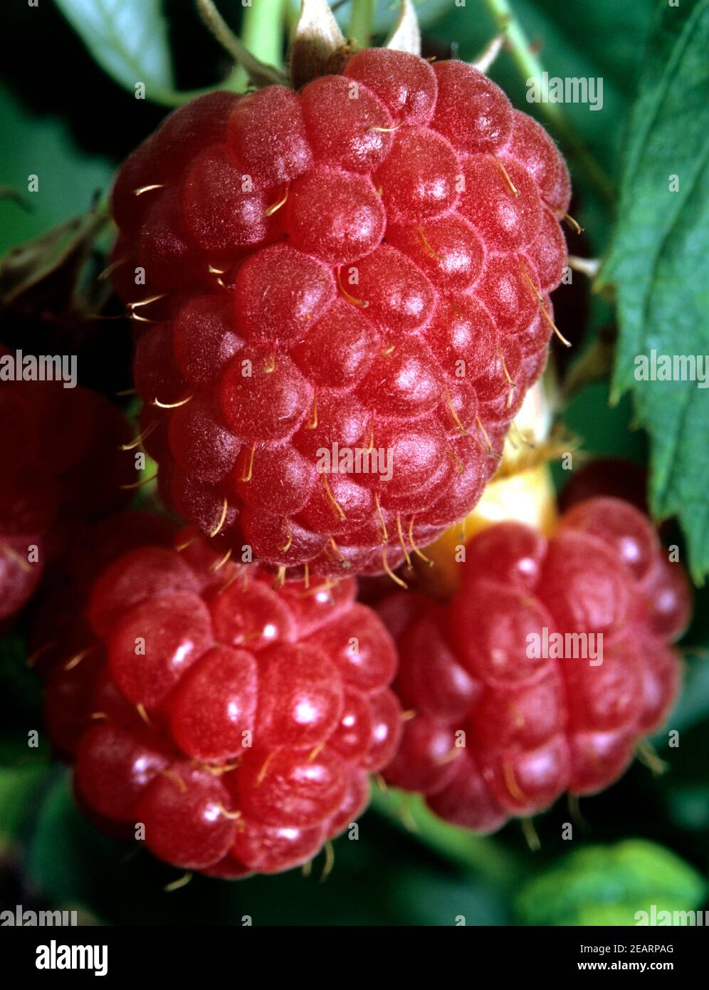 Himbeere hi-res stock photography and images - Alamy