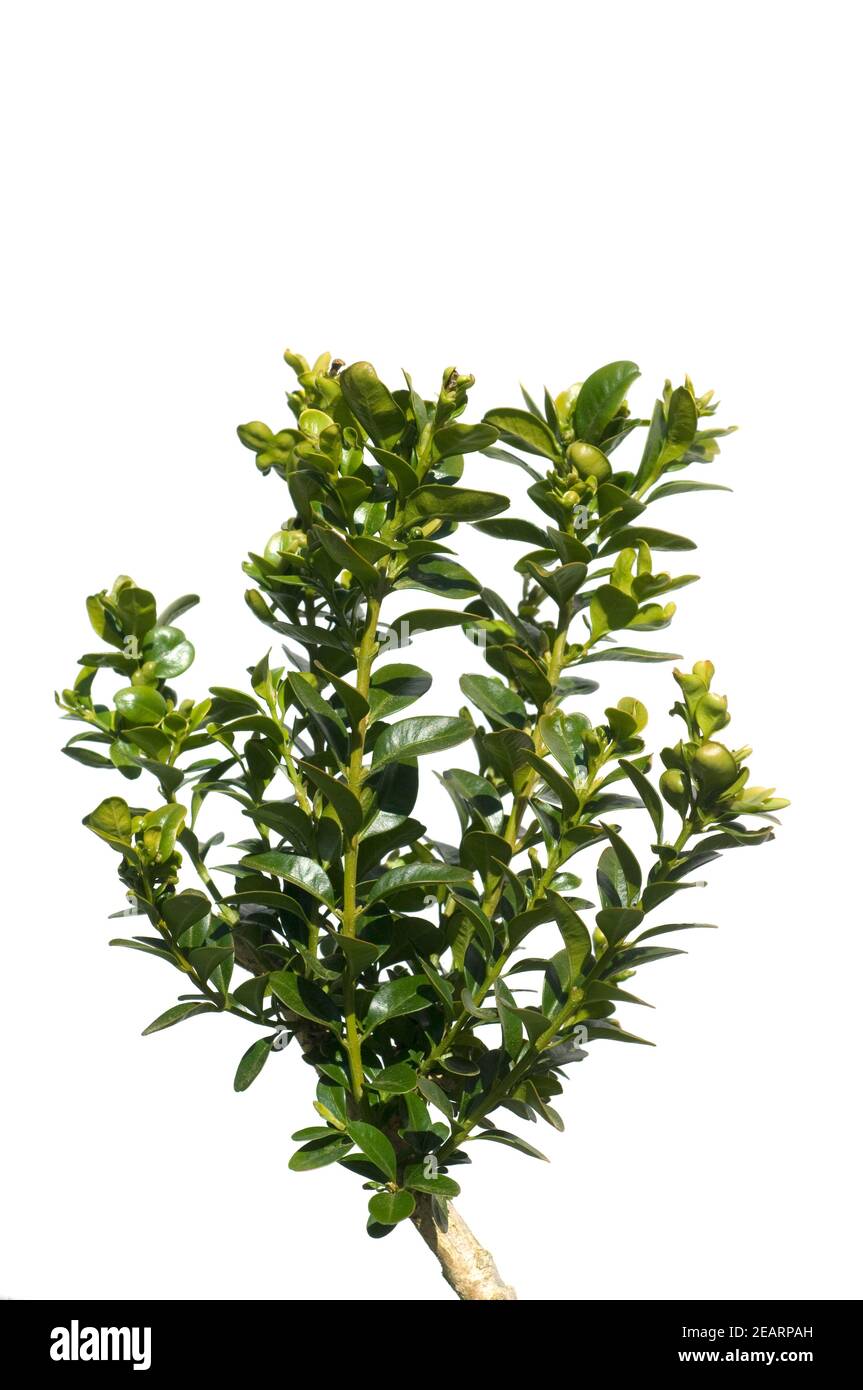 Buchsbaum, Buxus, sempervirens Stock Photo - Alamy