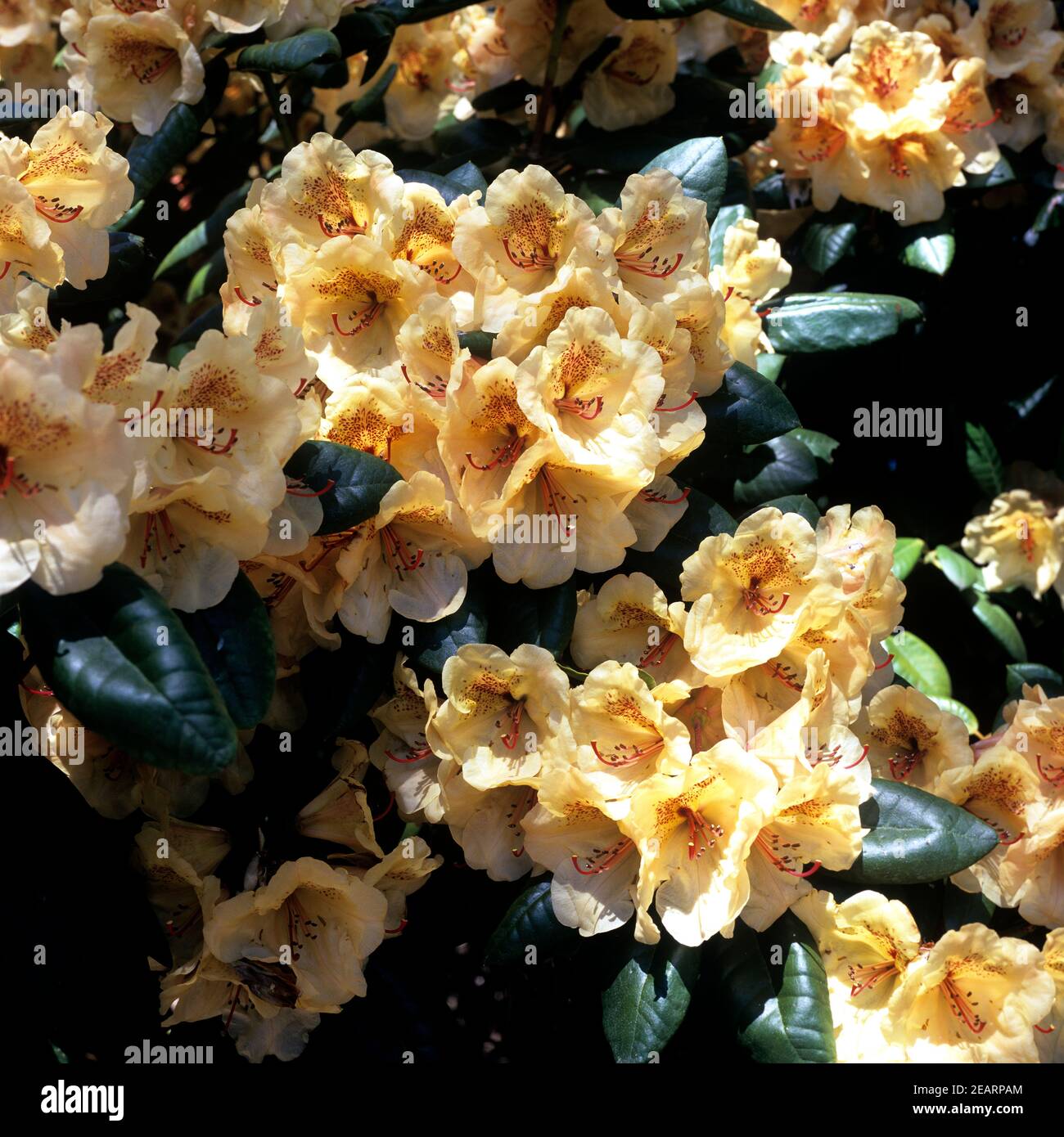 Rosenbaeume hi-res stock photography and images - Alamy