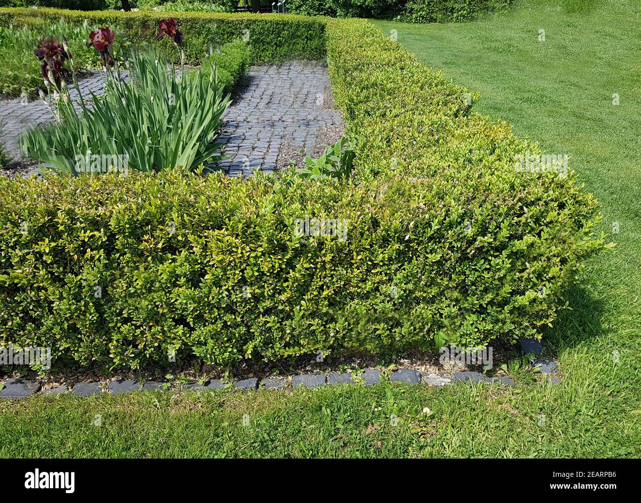 Buchsbaum, Buxus, sempervirens Stock Photo - Alamy