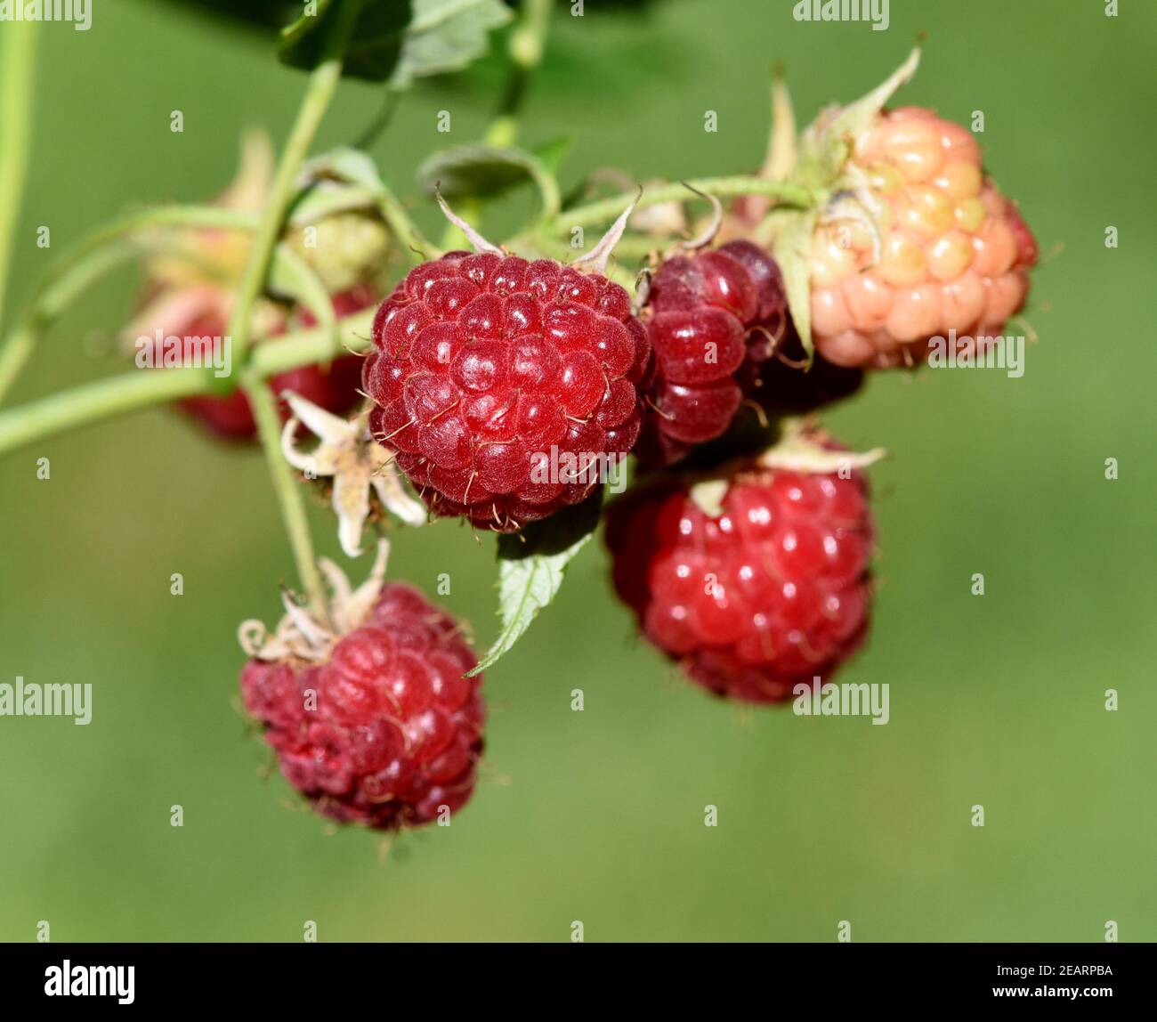 Himbeeren, Rubus, idaeus Stock Photo - Alamy