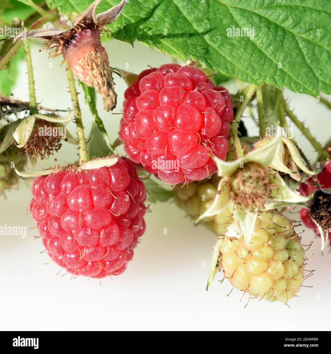 Himbeeren, Rubus, idaeus Stock Photo - Alamy