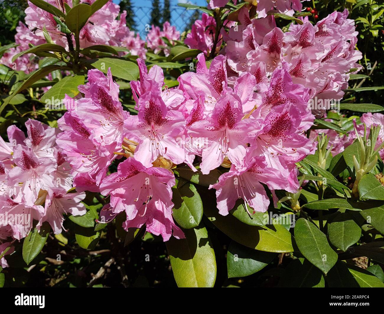Rosenbaum hi-res stock photography and images - Alamy