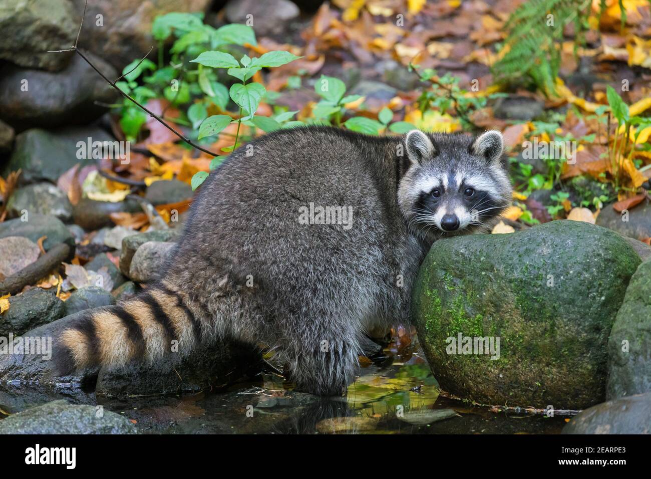 Raccoon (Procyon lotor), invasive species native to North America ...