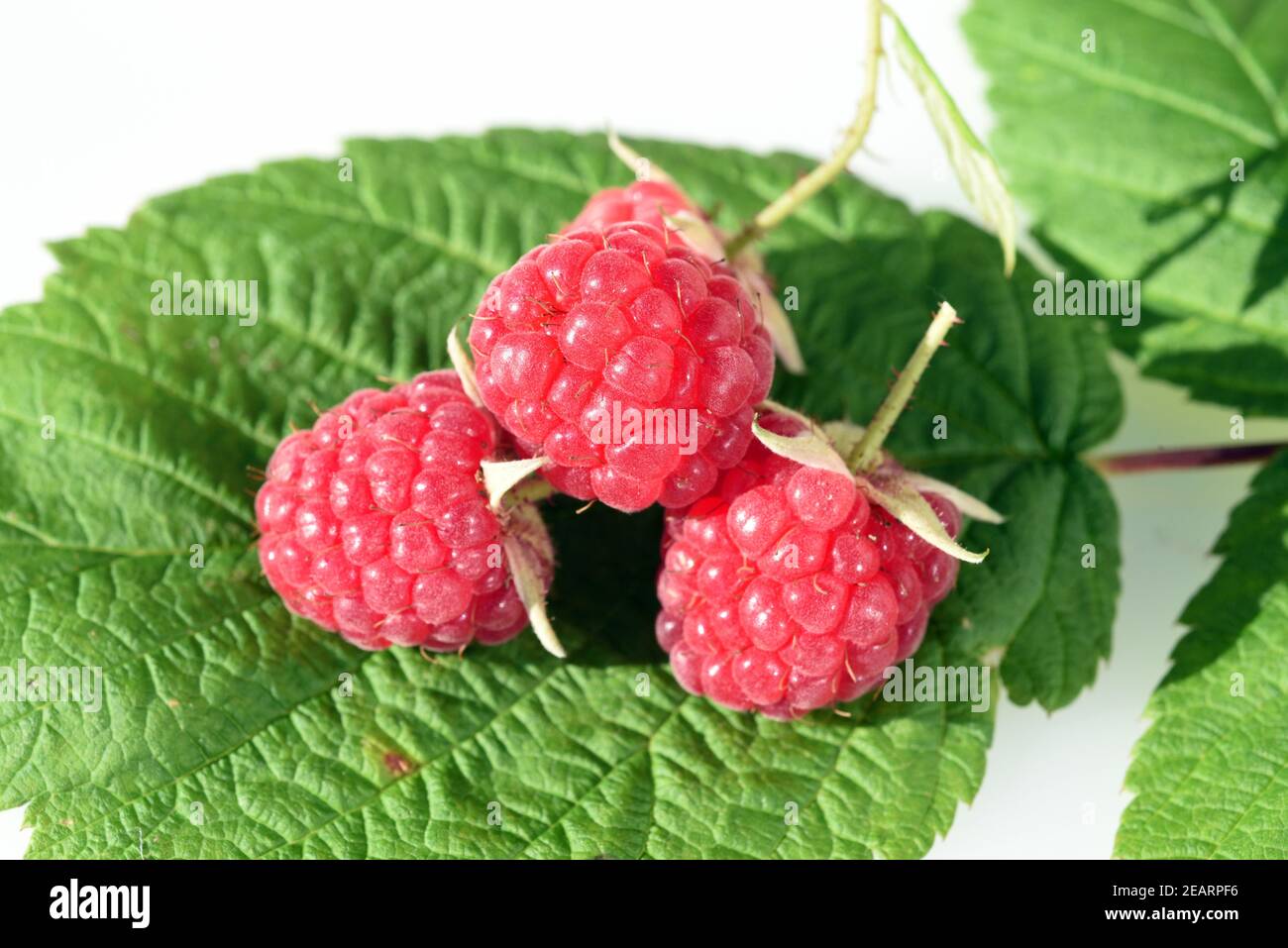 Himbeeren Rubus Idaeus 2