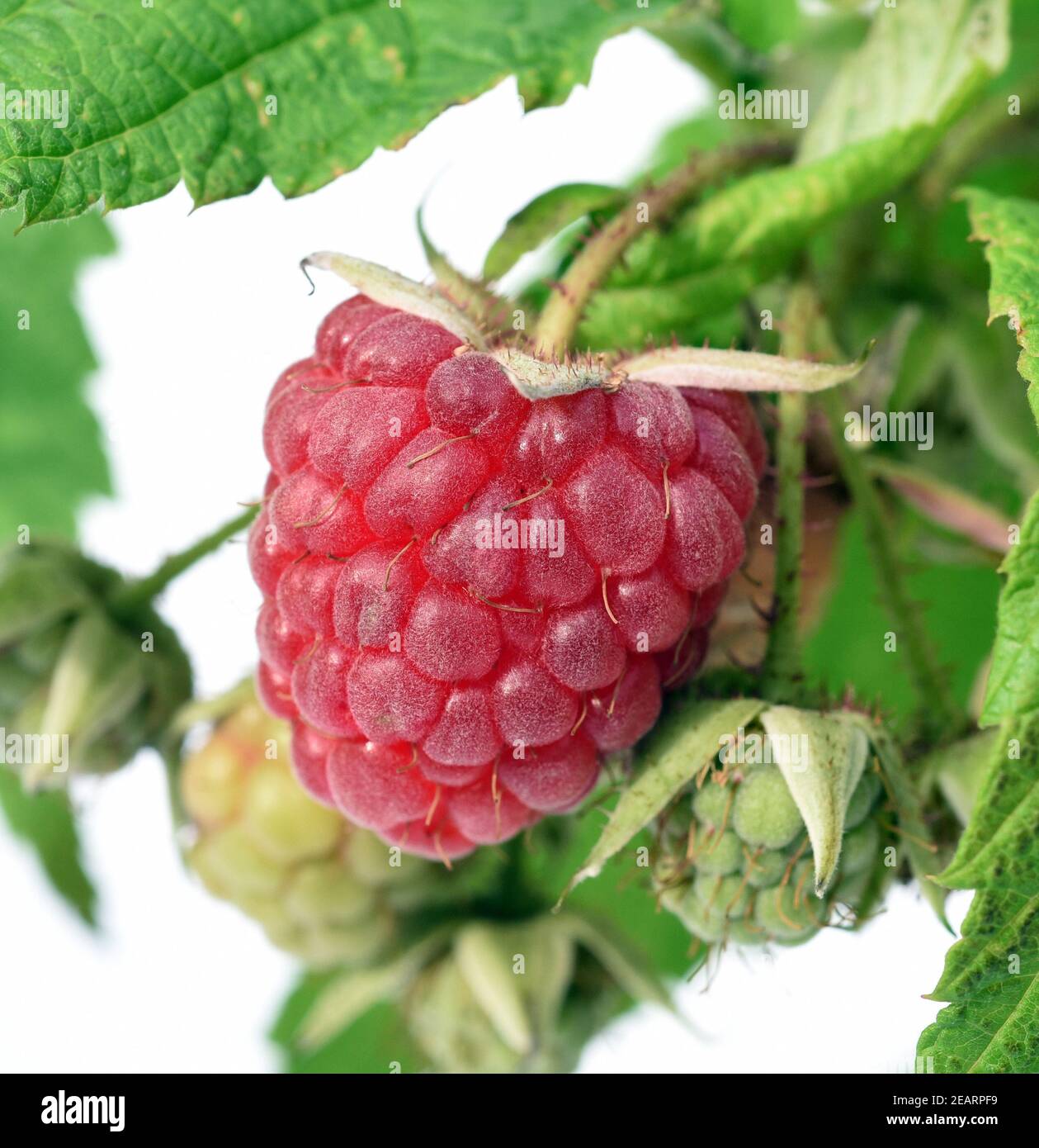 Himbeeren Rubus Idaeus