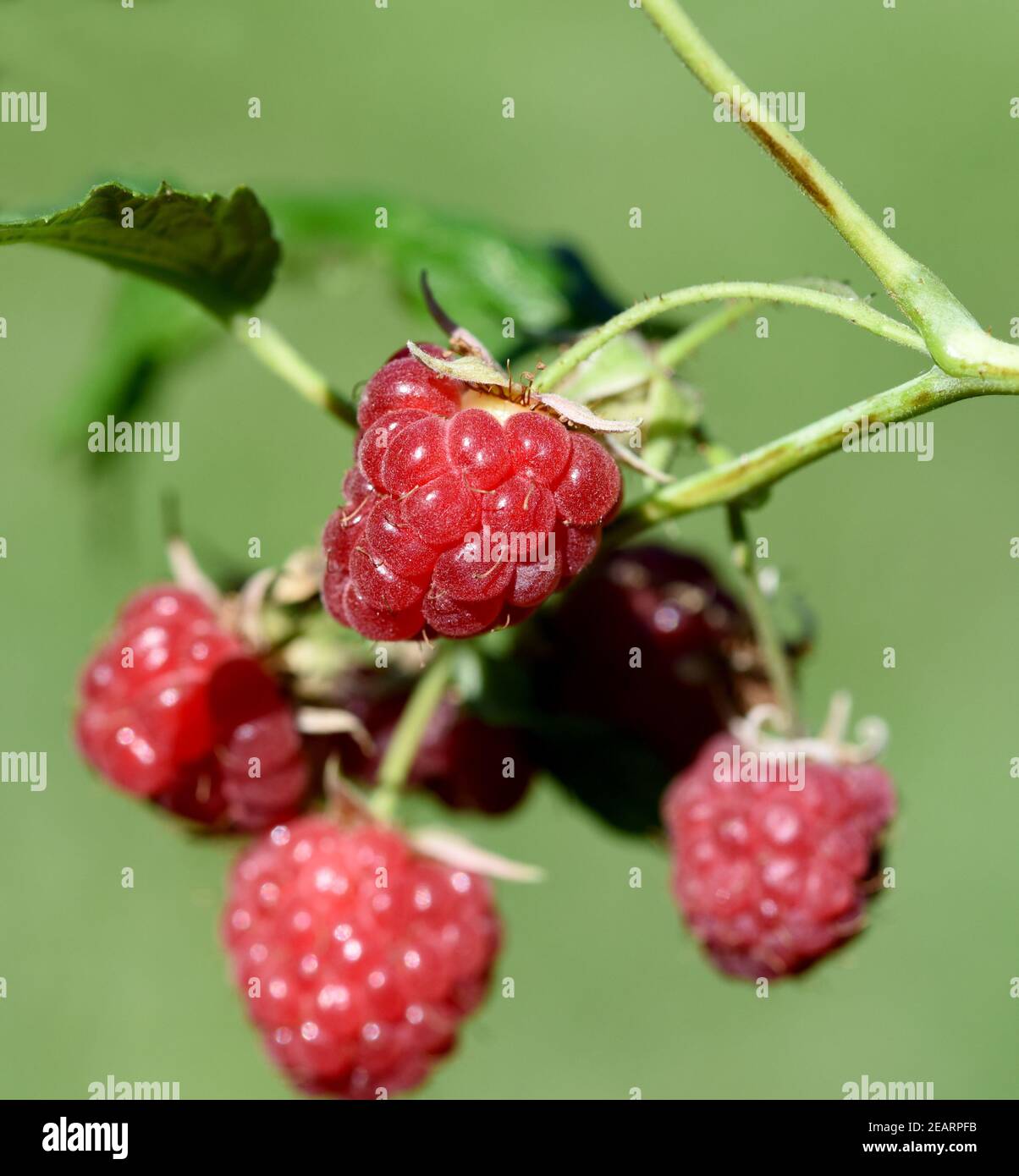 Himbeeren hi-res stock photography and images - Alamy