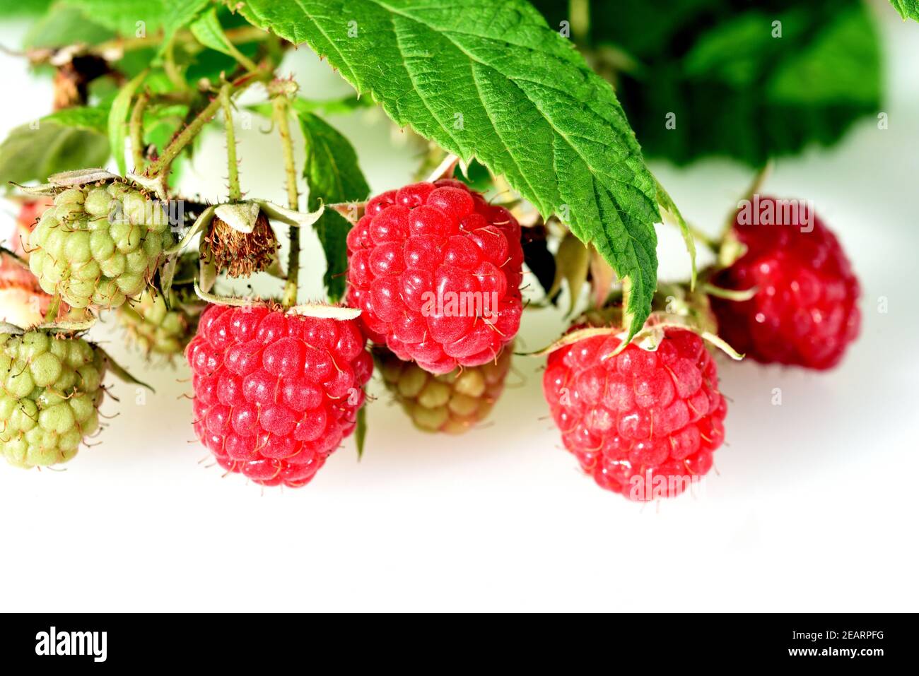 Himbeeren Rubus Idaeus