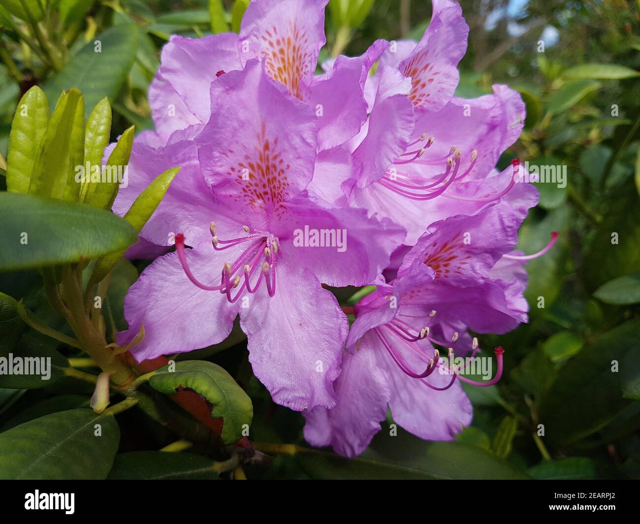 Rosenbaum hi-res stock photography and images - Alamy
