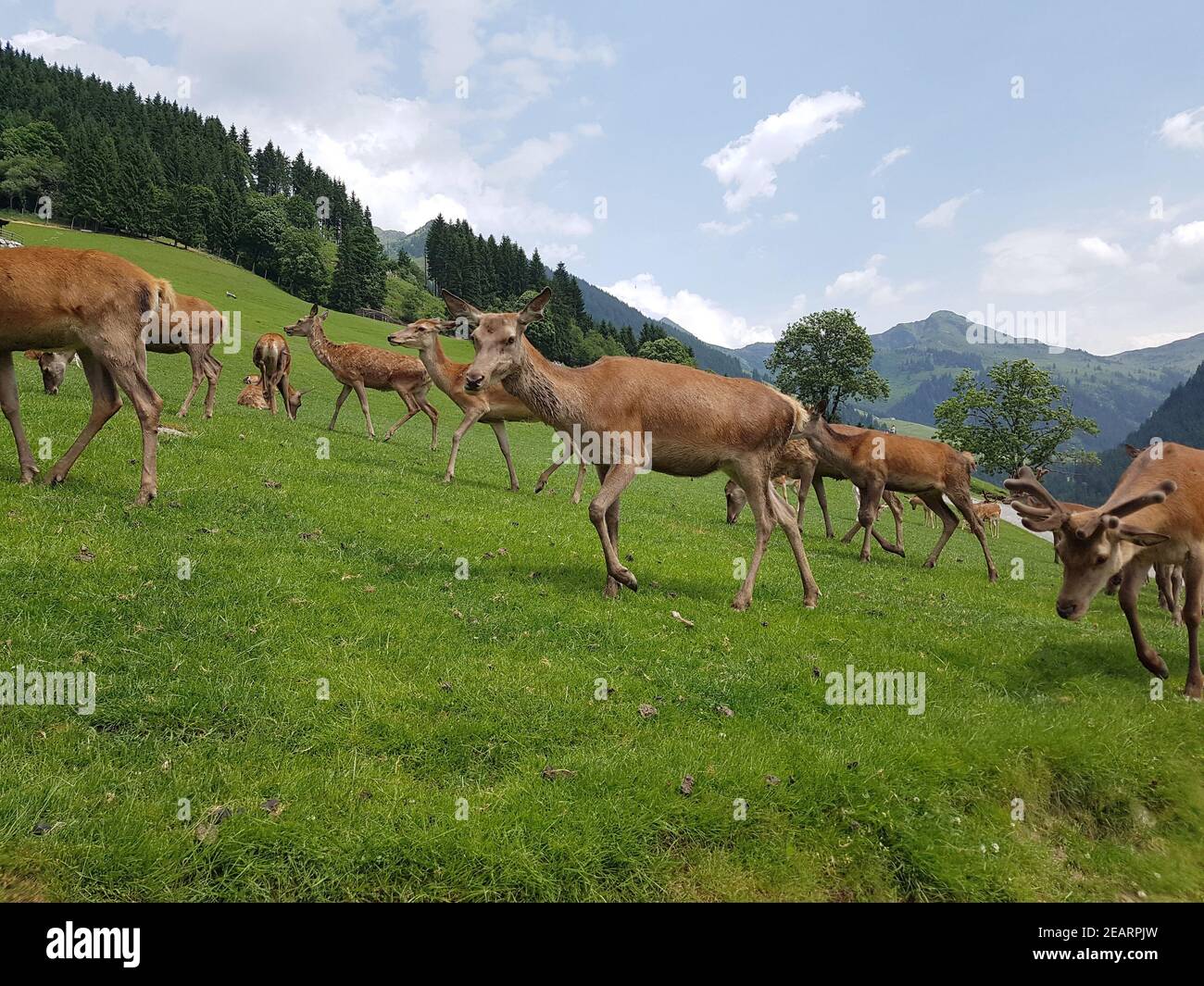 Rothirsch, Cervus elaphus, Rotwild, Hirsch Stock Photo - Alamy