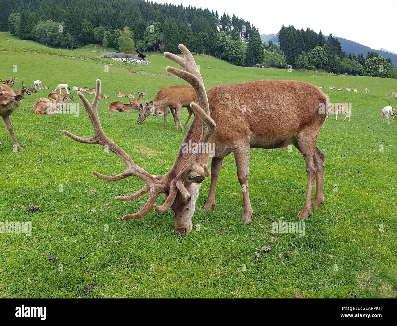 Rothirsch, Cervus elaphus, Rotwild, Hirsch Stock Photo - Alamy
