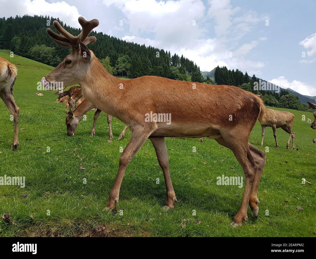 Rothirsch, Cervus elaphus, Rotwild, Hirsch Stock Photo - Alamy