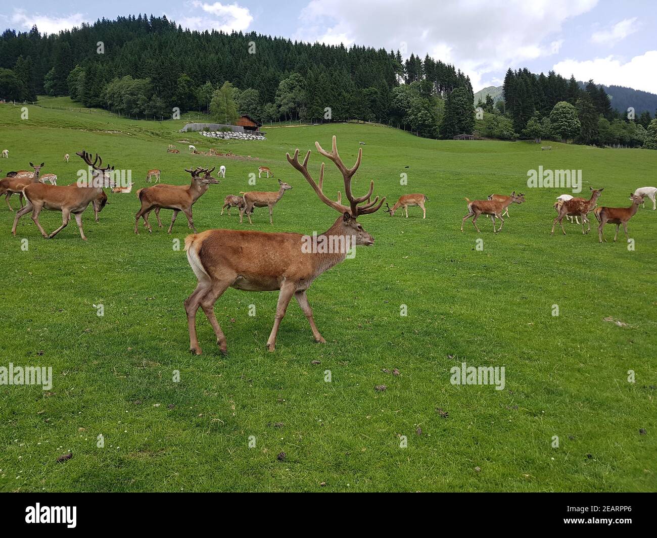 Rothirsch, Cervus elaphus, Rotwild, Hirsch Stock Photo - Alamy