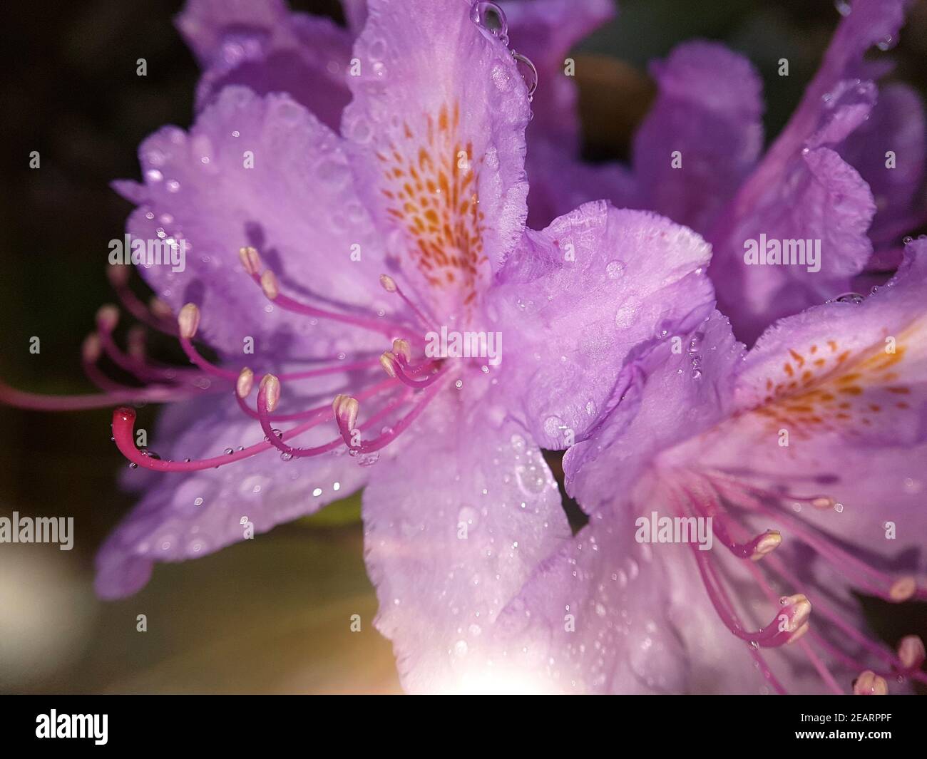 Tautropfen Wasser Struktur Tau Regentropfen Stock Photo - Alamy