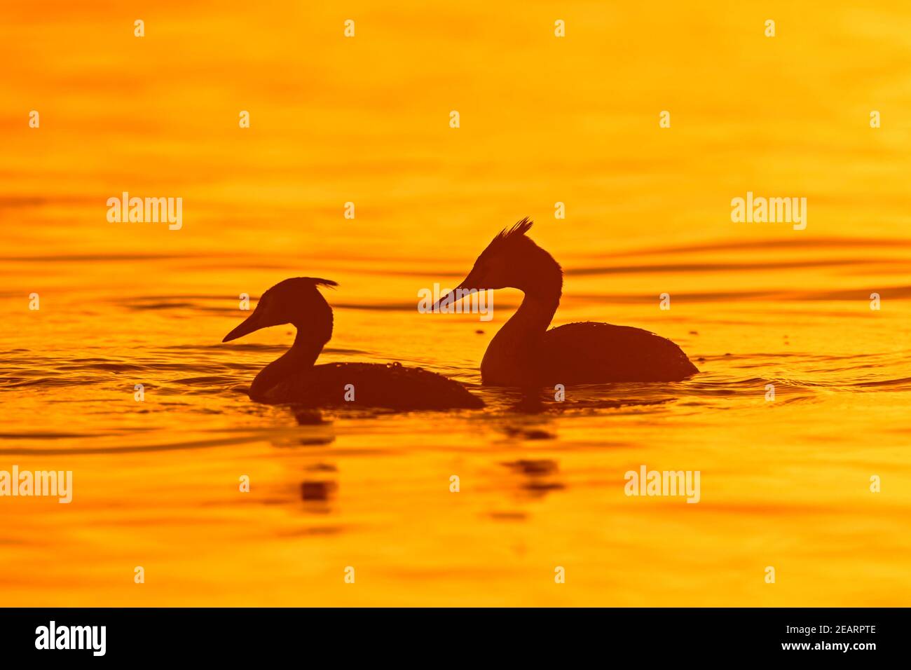 Great crested grebe (Podiceps cristatus) pair in breeding plumage ...